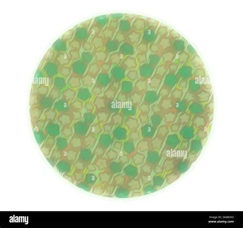 hexagonal shapes in nature cut out stock images and pictures alamy