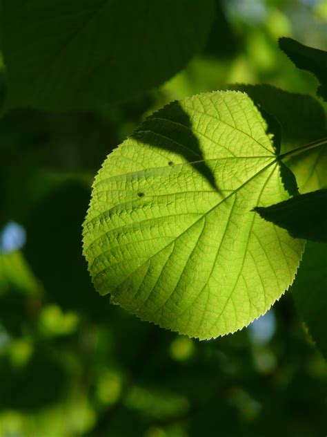 무료 이미지 나무 자연 분기 햇빛 잎 가을 식물학 플로라 심미적 인 이파리 관목 낙엽 지옥 린드