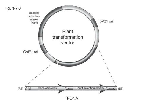 Ppt Lecture 10 Chapter 7 Recombinant Dna Vector Design And