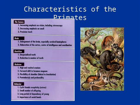 Ppt Characteristics Of The Primates Comparative Primate Anatomy Dokumen Tips