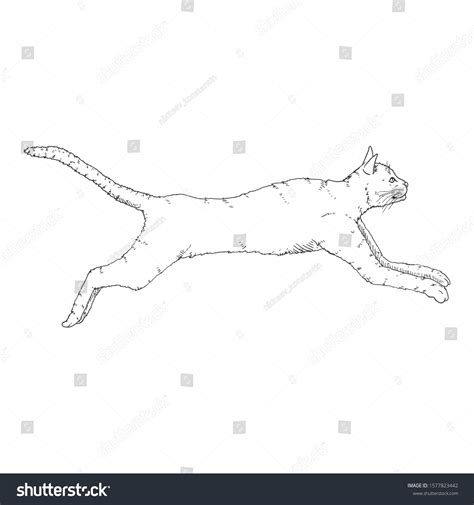 Running Cat Vector Black Sketch Feline Stock Vector Royalty Free