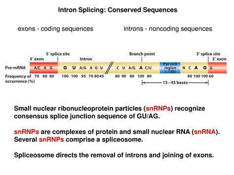 relationship between genotype and phenotype ppt download