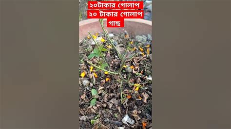 ২০টাকার গোলাপ গাছটার কি হলো 🤷 Rose Gardening Bangla Shorts Viralshort Trending Ytshorts