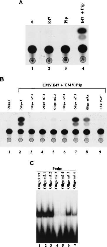 Identification Of A Functional Enhancer Sequence Adjacent To The E Box