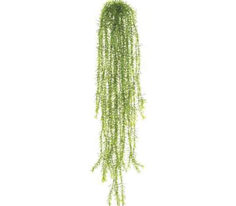 Bush Hanging Weeping Juniper 38 Inch