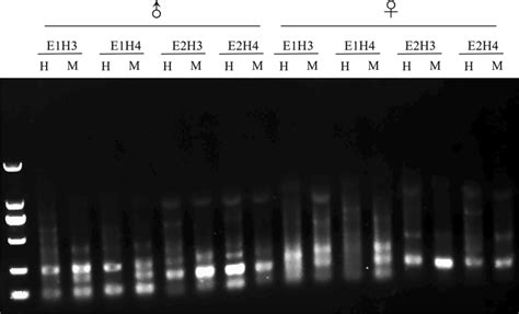 Electropherogram Of Selective Amplification H Ecorihpaii