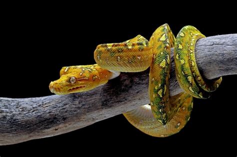 Free Photo Green Tree Python Juvenile Closeup On Branch With Black