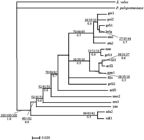 Bayesian Tree Of A 469 Bp Sequence Of Cytb For P Siculus Numbers