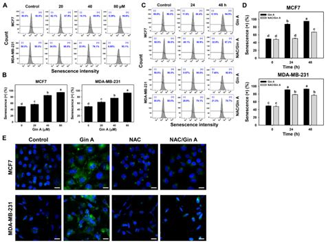 Gingerenone A Induces Antiproliferation And Senescence Of Breast Cancer