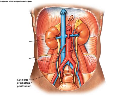 Retroperitoneal Diagram