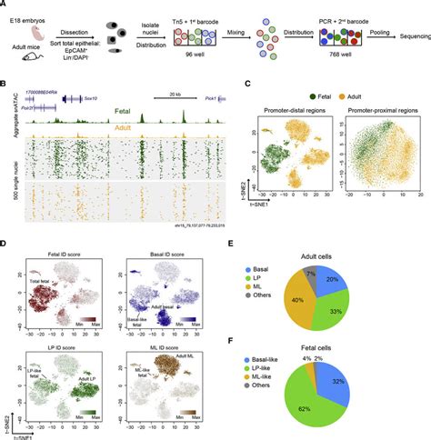 Snatac Seq In Fetal And Adult Mammary Epithelial Cells Download