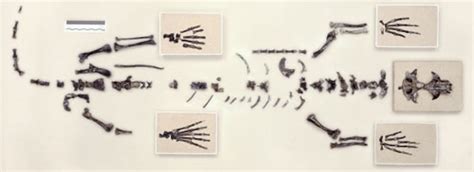 Puijila The Walking Seal A Beautiful Transitional Fossil National
