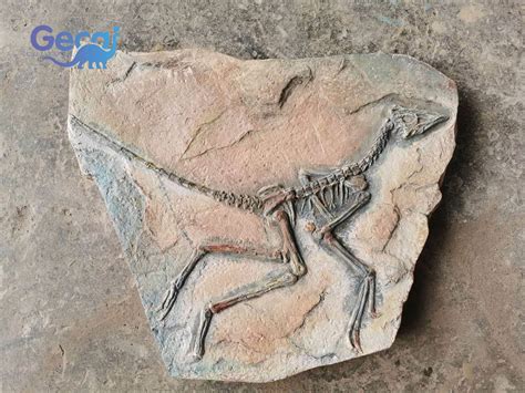 Lifelike Archaeopteryx Fossil Replica For Sale Fossil Replica Zigong