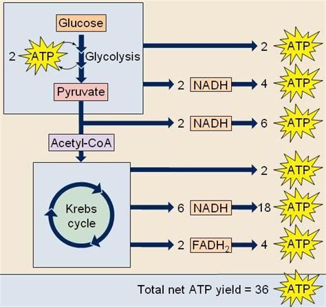 Krebs Cycle And Electron Transport Chain At Erik Cox Blog