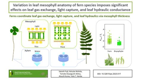 Photosynthetica Variation In Leaf Mesophyll Anatomy Of Fern Species Imposes Significant Effects