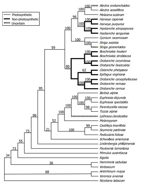 mp ml consensus tree with mp bootstrap values download scientific diagram