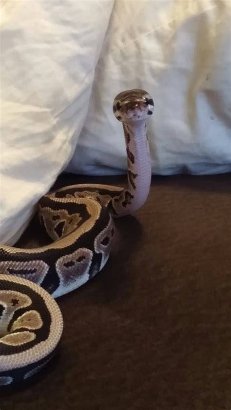 Ball Python Face