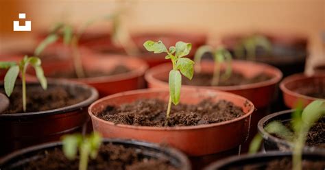 화분에 식물 그룹 사진 Unsplash의 무료 토마토 이미지