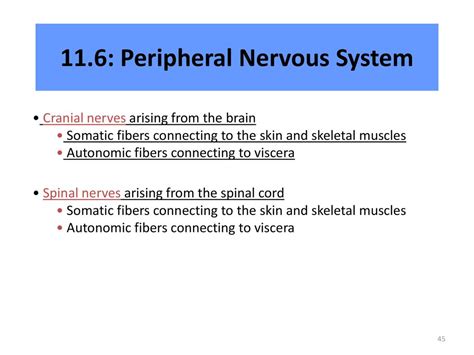 Chapter 11 Nervous System II Divisions Of The Nervous System Ppt