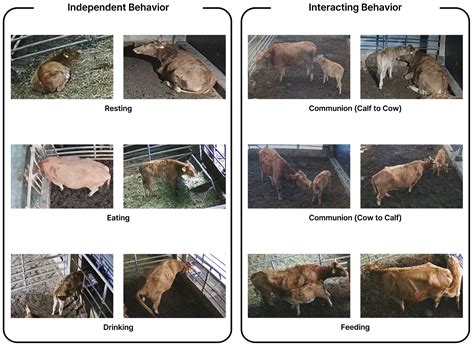Optimizing Cattle Behavior Analysis In Precision Livestock Farming Integrating Yolov7 E6e With