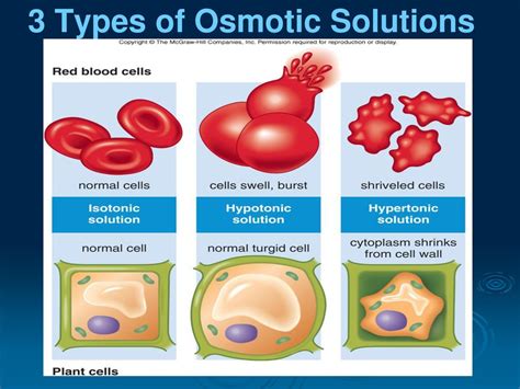 Osmosis Ppt Download