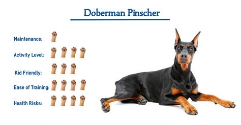 Owning A Doberman Pinscher Doberman Pinscher Puppies For Sale