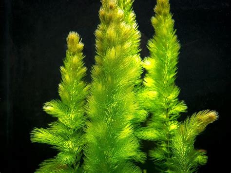 Cola De Zorro Planta Natural Acuario Ceratophyllum Demersum Mercadolibre
