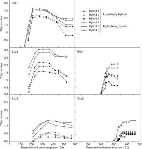 tillering dynamics of each hybrid in field expts 1 3 and controlled