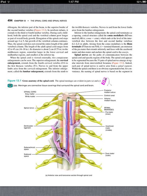 Principles Of Anatomy And Physiology Chapter The Spinal Cord And Spinal Nerves Book Pg