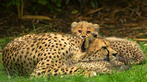 Cheetah Wallpaper Hd 4