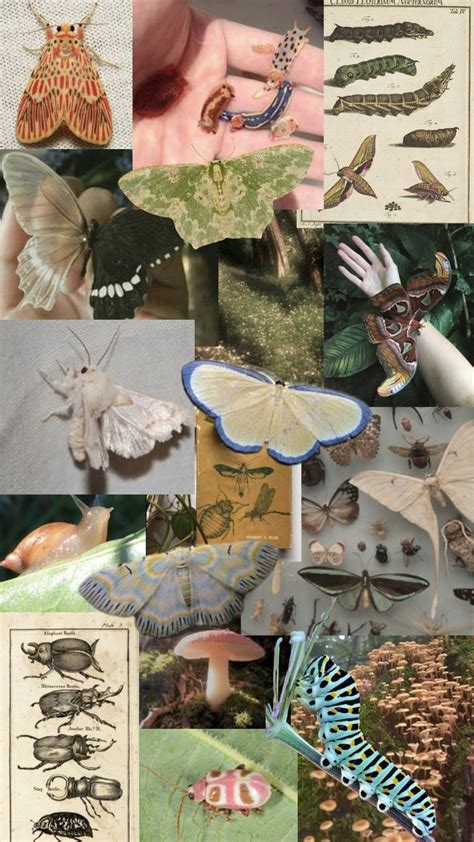 Entomology Aesthetic Bugs Phone Wallpaper Iphone Moth Butterfly Slug