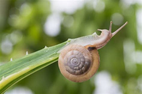 Як позбутися слимаків народні засоби та перевірені способи боротьби з ними Читайте на Ukr Net