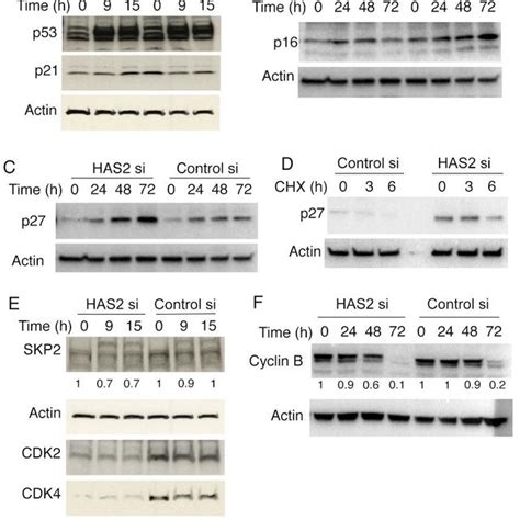 A Replicative Senescence In Fibrotic Fibroblasts Fibrotic Download Scientific Diagram