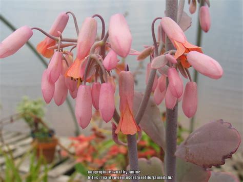 Photo Of The Bloom Of Lavender Scallops Kalanchoe Fedtschenkoi Posted