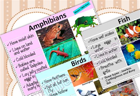 Animal Classification Posters For Classroom Teaching Resources