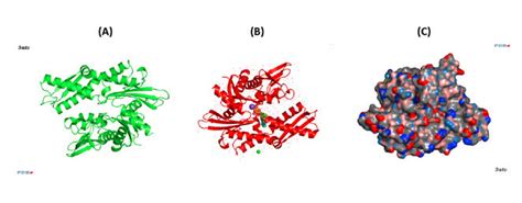 Hsp70 Structure