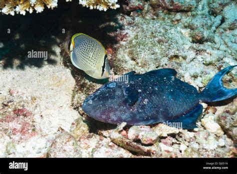 Peppered Butterflyfish Investigating A Dead Redmouth Triggerfish One