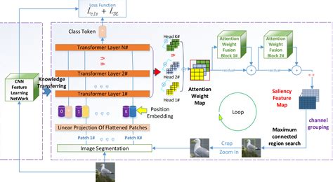 loop and distillation attention weights fusion transformer for fine‐grained representation