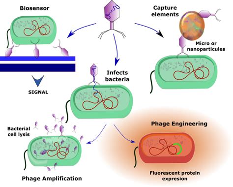 Bacteriophage Based Methods For Specific Bacterial Detection When