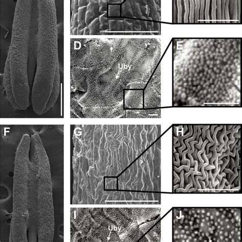 Dapi Stained Showing Microspore Development Of Untreated And Chemical Download Scientific