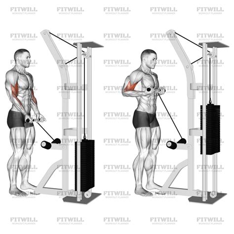 Cable Drag Curl Exercise Guide Video Techniques Benefits How To Muscles Worked Tips