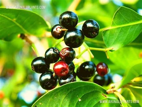 Ma Dan Syzygium Cumini Java Plum මා දං Arunalu Plants