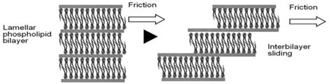 Natural Joints Biological Boundary Layered Lubrication Of Phospholipid