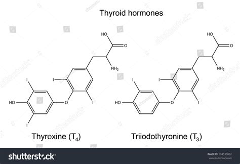 Structural Chemical Formulas Thyroid Hormones Thyroxine Stock