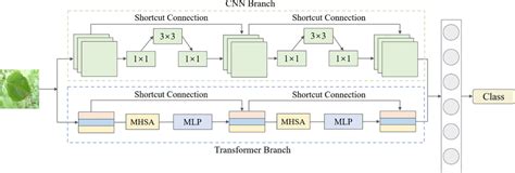 Dctn Dual Stream Model Diagram With Blue For Cnn Branch And Green For