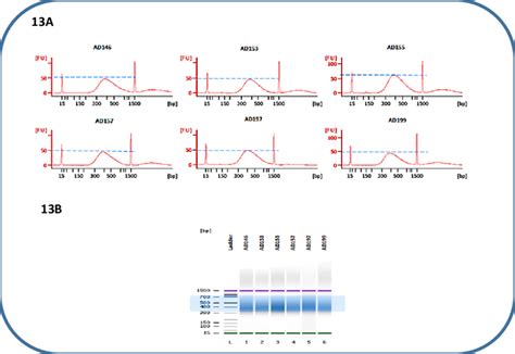 Post Amplification Step Bioanalyzer Electropherogram Agilent 1000 Download Scientific Diagram