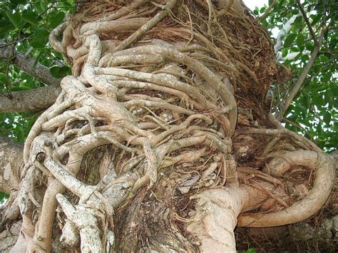 Homemade Tree Root Killer