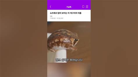 쇼츠에서 많이 보이는 개구리의 정체 Youtube