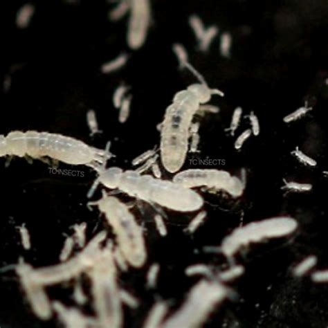 Live Springtails Archives Tc Insects