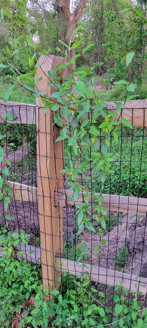 Whats The Easiest Way To Get Rid Of Pricker Bushes And Vines Scrolller